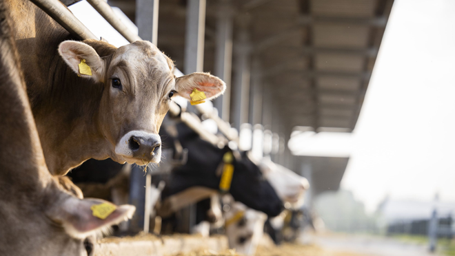 CDC Public Health Science Agenda for Highly Pathogenic Avian Influenza ...