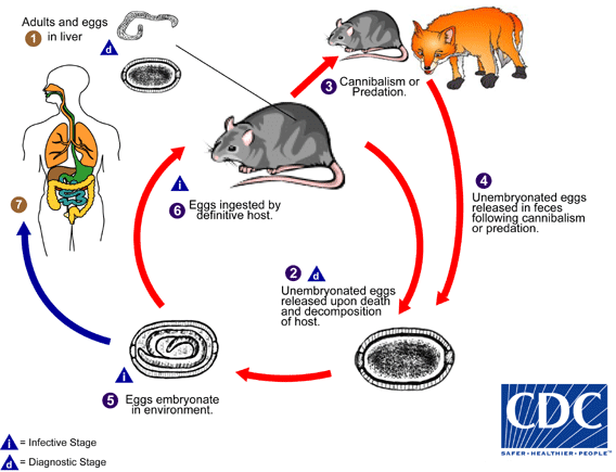 CDC - DPDx - Hepatic Capillariasis