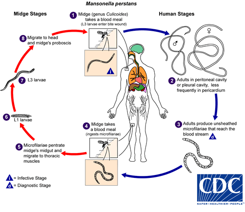 CDC - DPDx - Mansonellosis