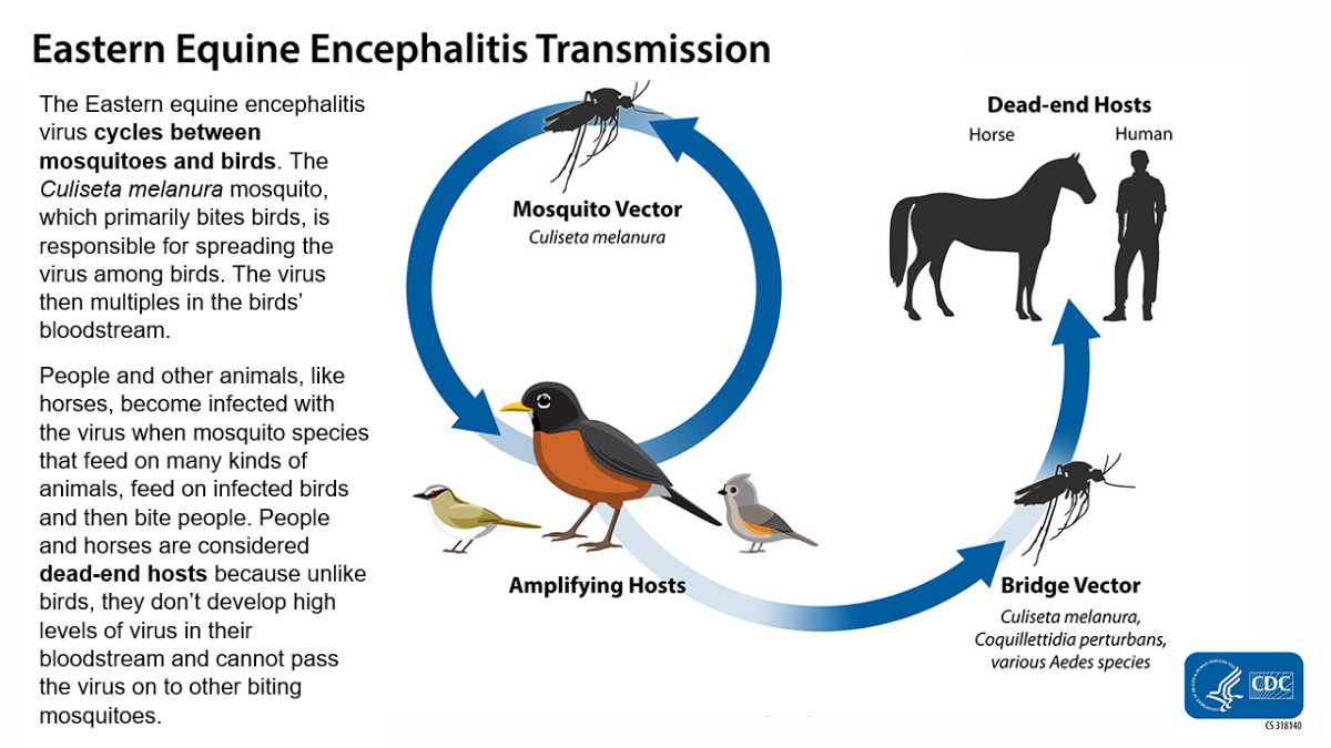 Transmission Of Eastern Equine Encephalitis Virus Eastern Equine