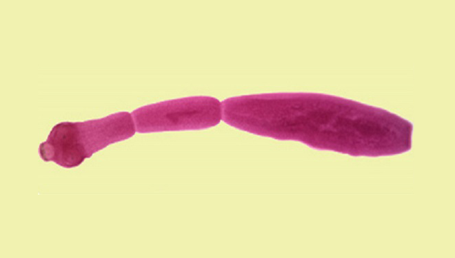 About Echinococcosis | Echinococcosis | CDC