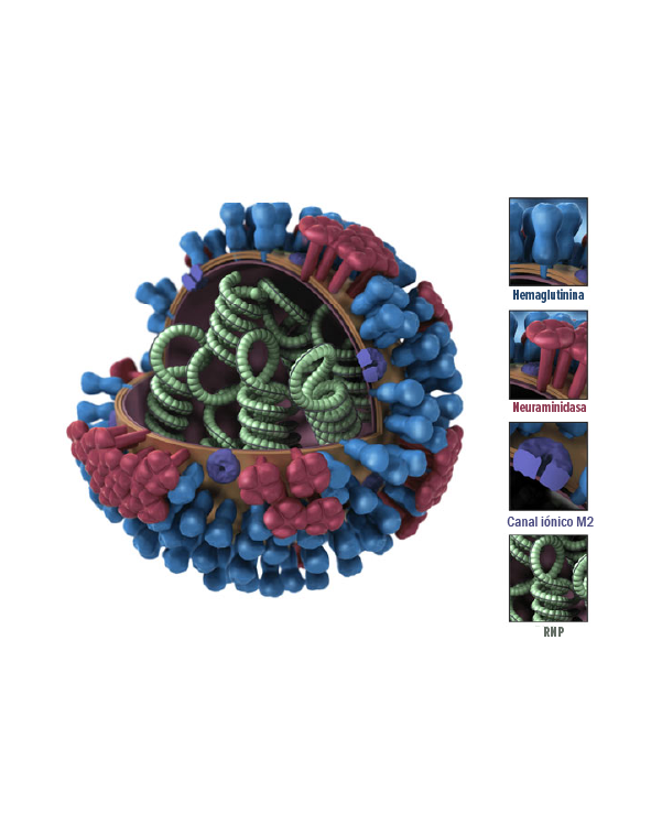 Tipos de virus de la influenza | Influenza (Flu) | CDC