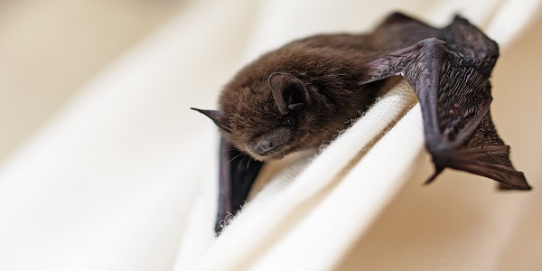 Notes from the Field: Assessing Rabies Risk After a Mass Bat Exposure ...