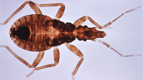 Characteristics of Patients for Whom Benznidazole Was Released Through ...