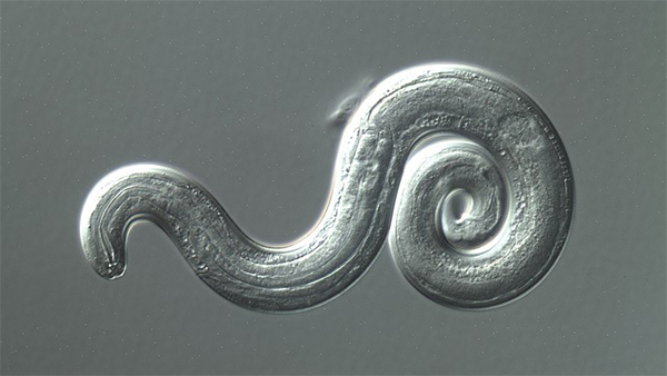 Rat Lungworm Infection Associated with Central Nervous System Disease ...