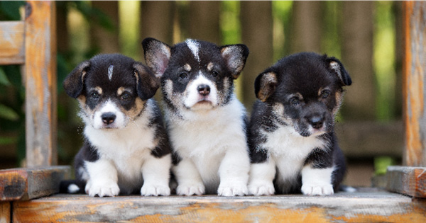Multidrug-Resistant Campylobacter jejuni Outbreak Linked to Puppy ...