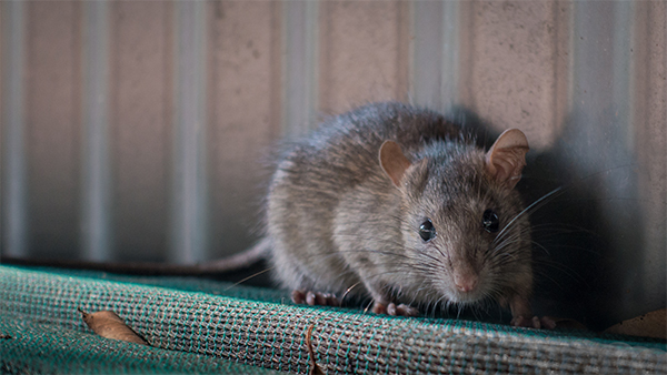 Notes from the Field: Contact Tracing Investigation after First Case of ...