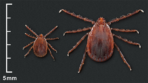 Multistate Infestation with the Exotic Disease–Vector Tick ...
