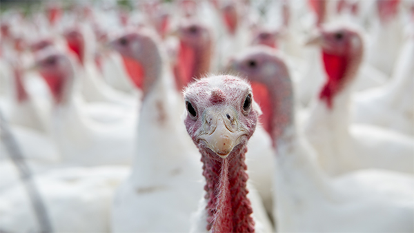 Public Health Response to an Avian Influenza A(H7N8) Virus Outbreak in ...