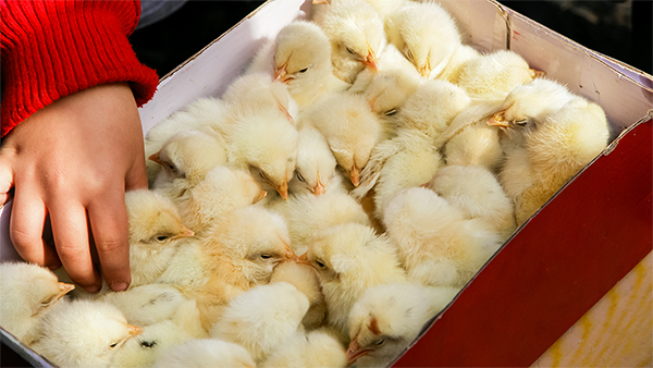 Notes from the Field: Live Poultry Shipment Box Sampling at Feed Stores ...