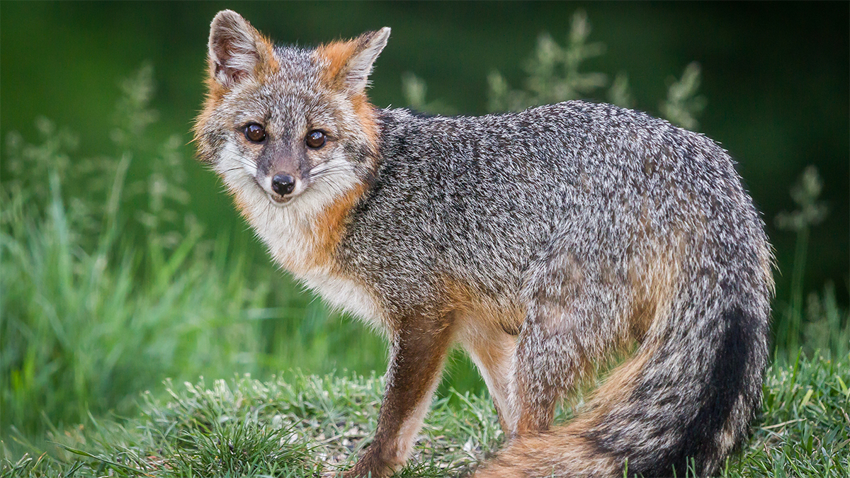 Notes from the Field: Rabies Exposures from Fox Bites and Challenges to ...