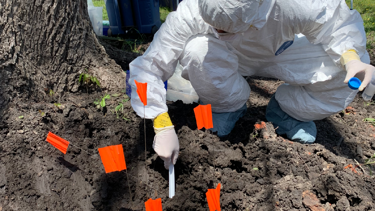 Notes from the Field: Burkholderia pseudomallei Detected in a Raccoon ...