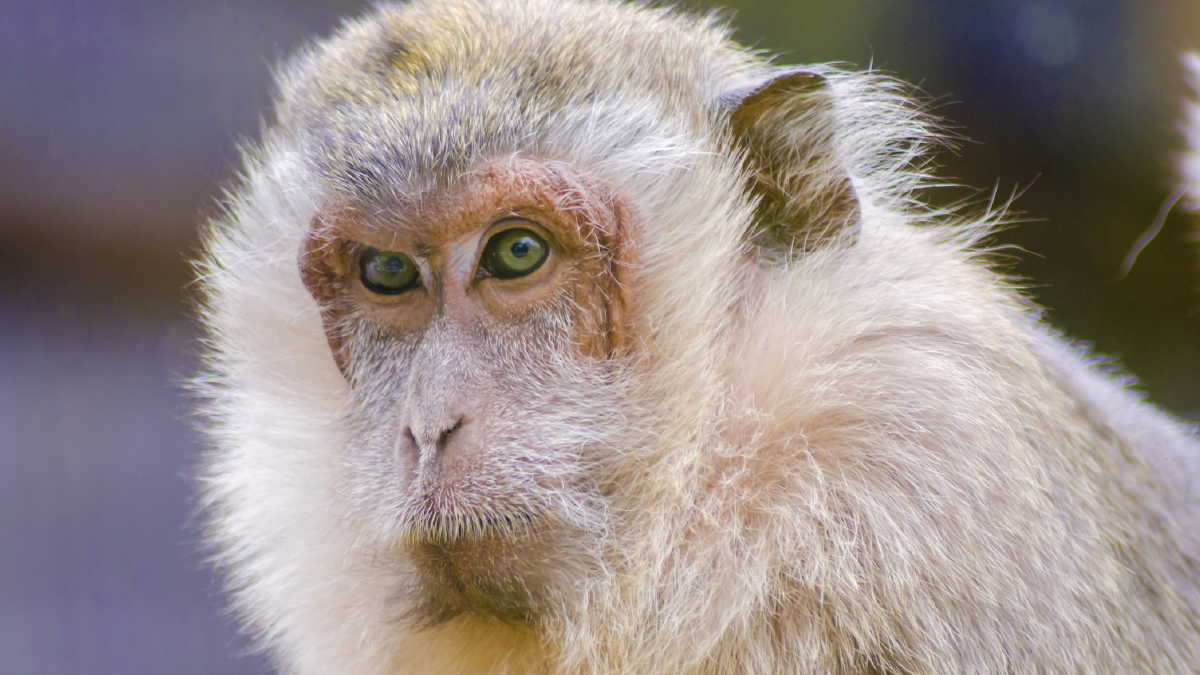 Outbreak of Mycobacterium orygis in a Shipment of Cynomolgus Macaques ...