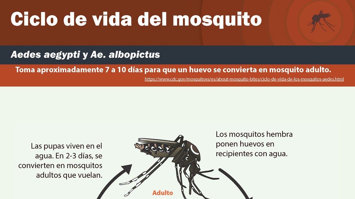 Ciclo De Vida De Uma Planilha De Mosquito