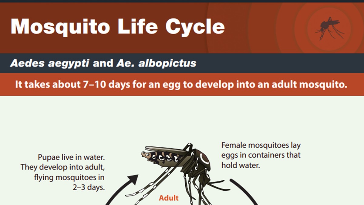 Ciclo De Vida Do Mosquito Ciclo De Vida Dos Mosquitos