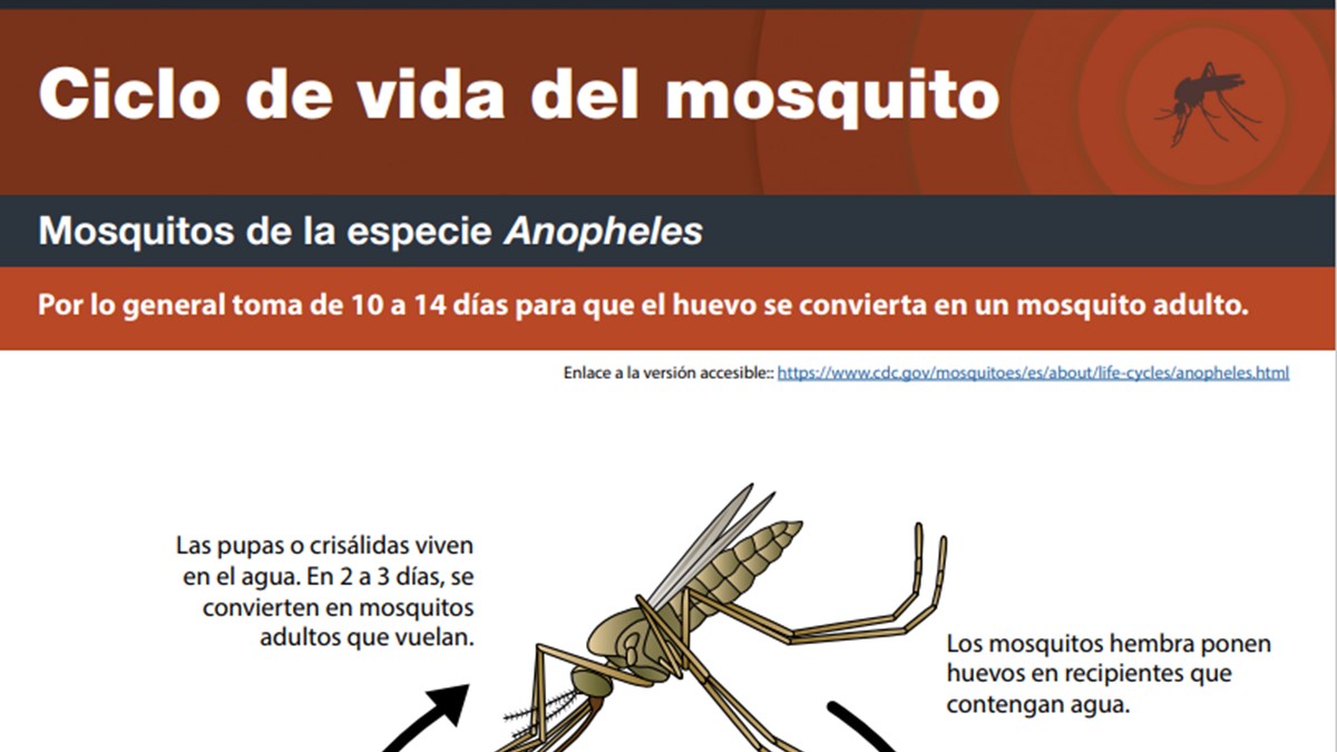 Ciclo De Vida Do Mosquito Ciclo De Vida Dos Mosquitos