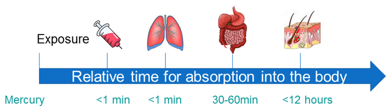 Toxicokinetics: Absorption of a Toxic Agent