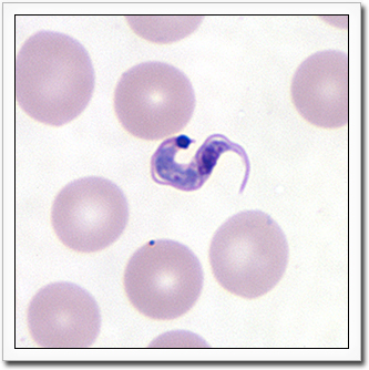 Untitled Document [www.cdc.gov]