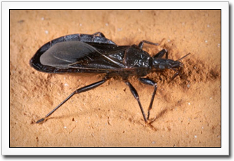 Untitled Document [www.cdc.gov]