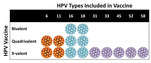 Gráfico: Tipos de VPH incluidos en la vacuna