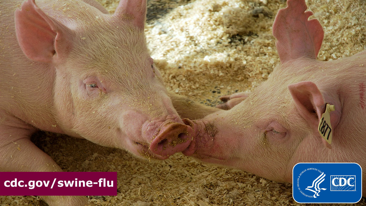 Swine Flu Prevention and People Who Raise Pigs | Swine Flu | CDC